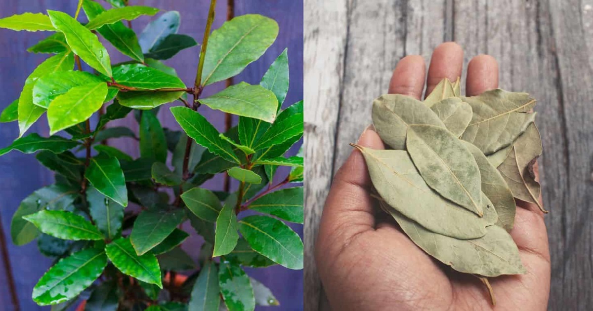 బిర్యానీ ఆకుతో కలిగే ఈ లాభాలు ఏంటో తెలుసా..? తెలిస్తే ఇంకెప్పుడు ...